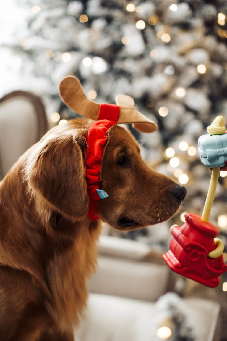How To Keep Your Dog Entertained This Holiday Season - Mia Mia Mine